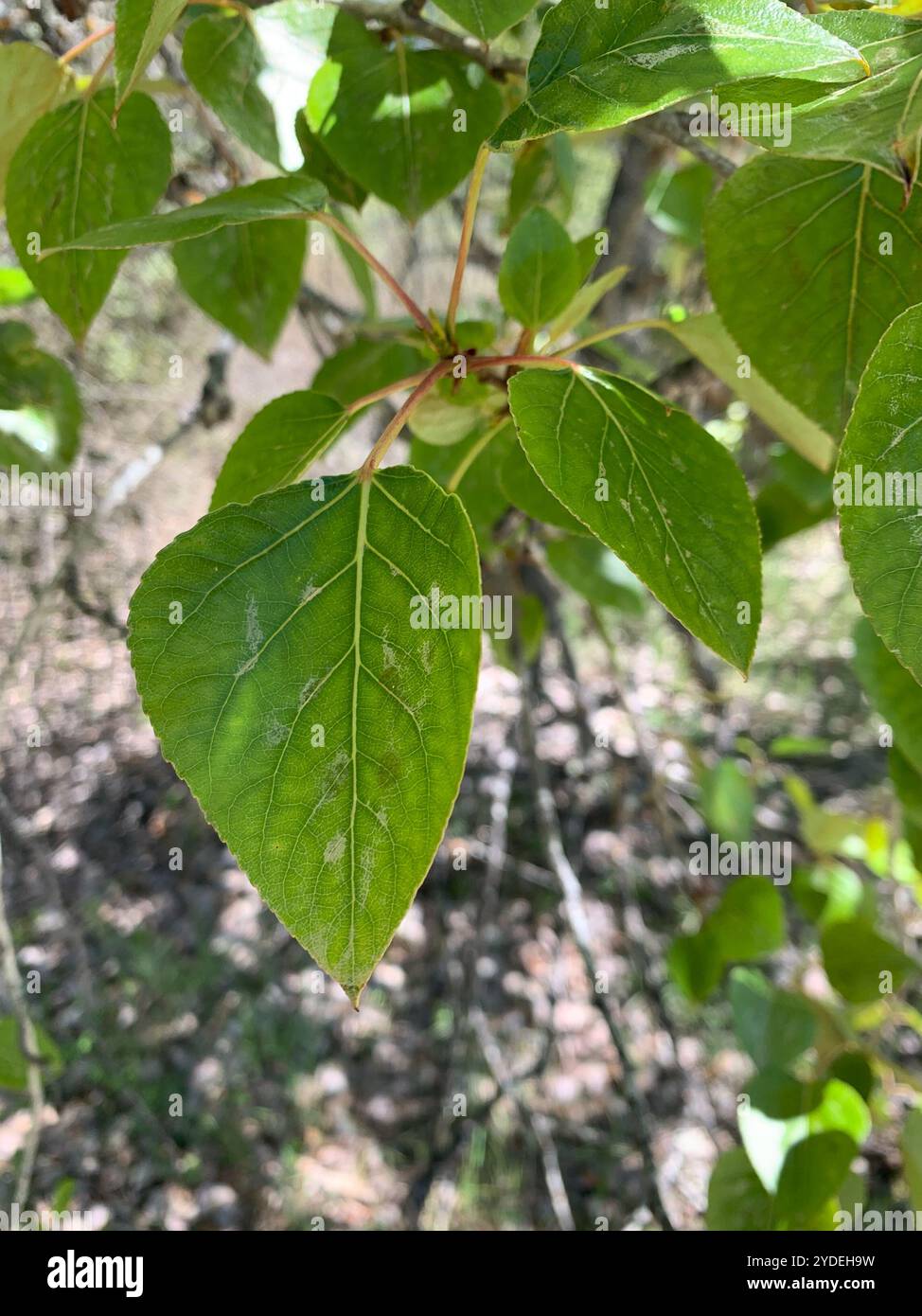 black cottonwood (Populus trichocarpa Stock Photo - Alamy