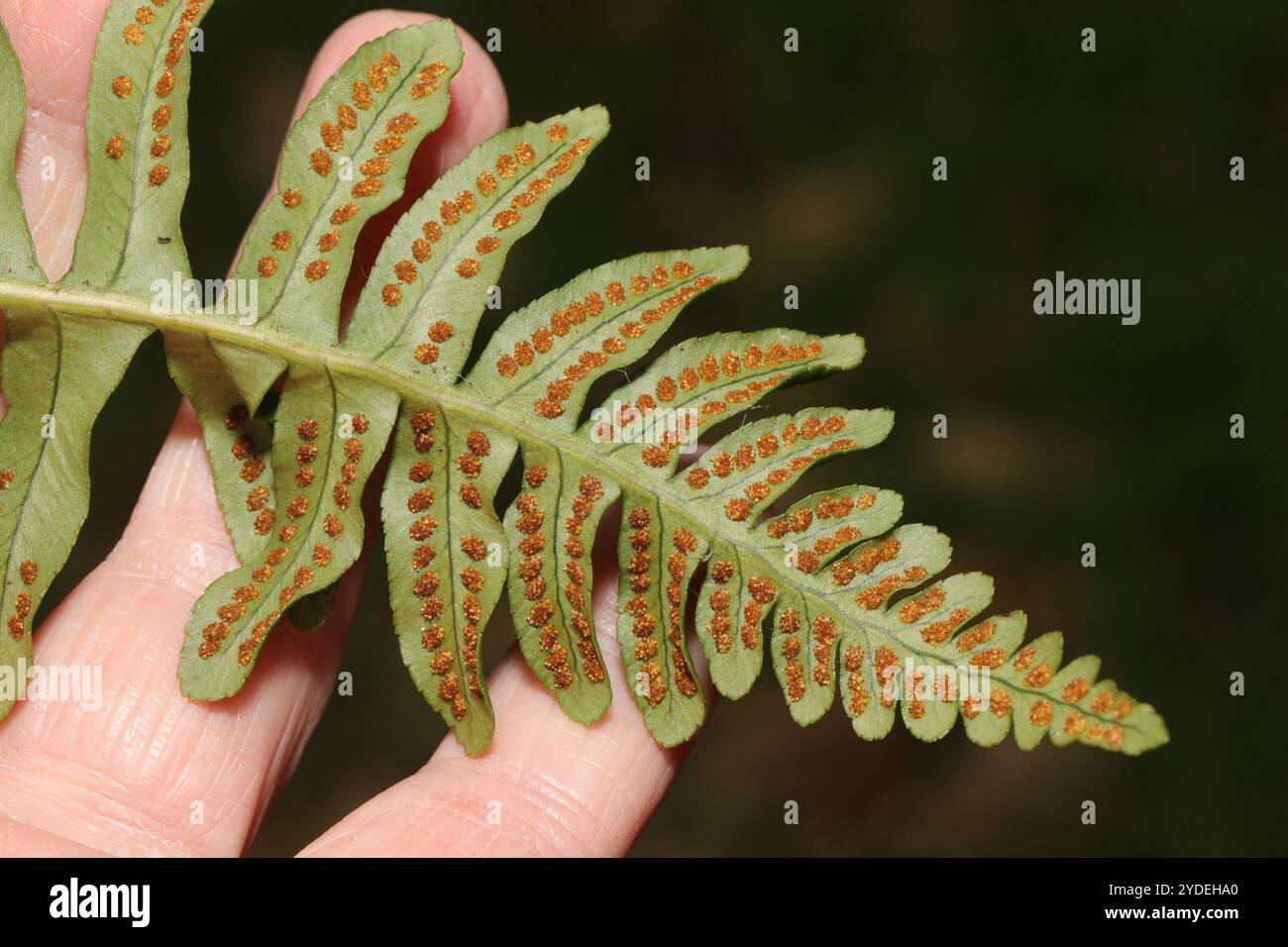 common polypody (Polypodium vulgare Stock Photo - Alamy