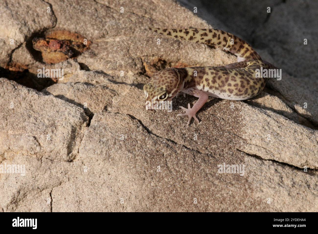 Texas Banded Gecko (Coleonyx brevis Stock Photo - Alamy