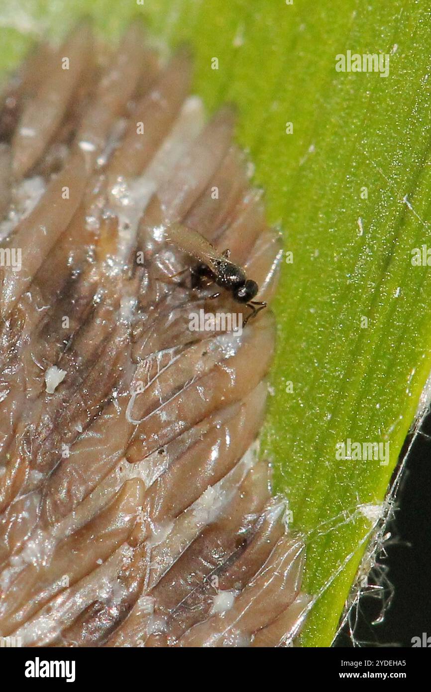 Scelionidae hi-res stock photography and images - Alamy