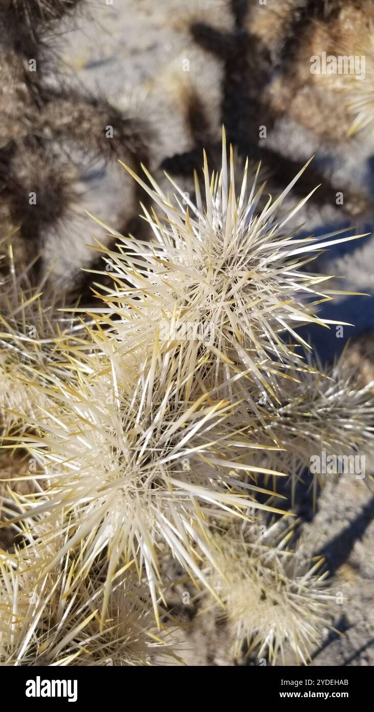 Silver Cholla (Cylindropuntia echinocarpa Stock Photo - Alamy