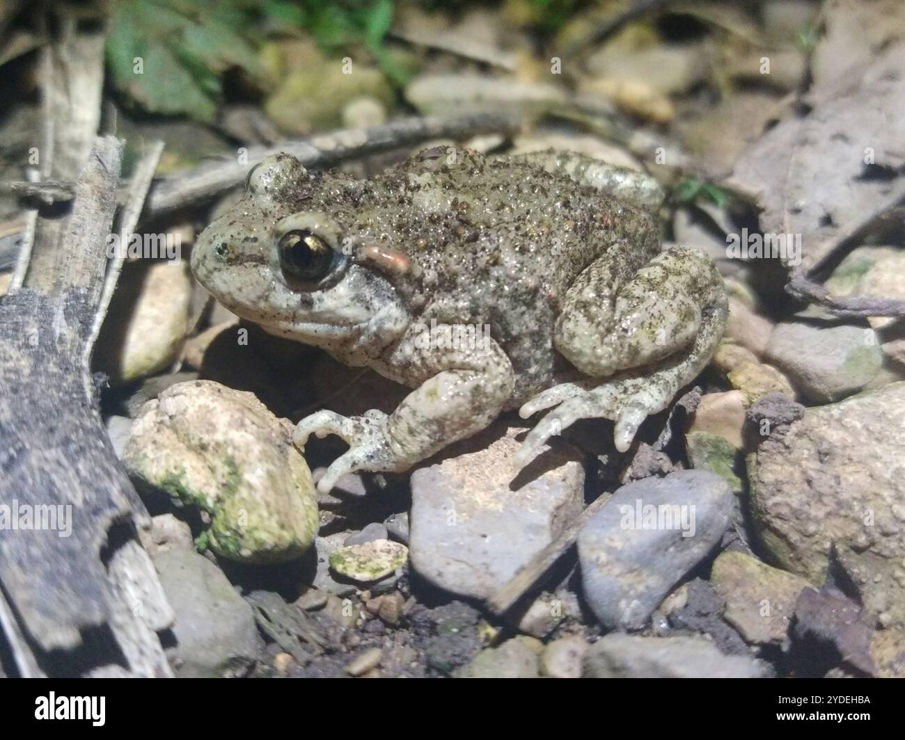 Common Midwife Toad (Alytes obstetricans Stock Photo - Alamy