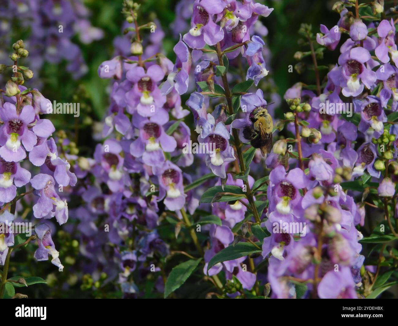 Shining Oil-digger Bee (Centris nitida Stock Photo - Alamy