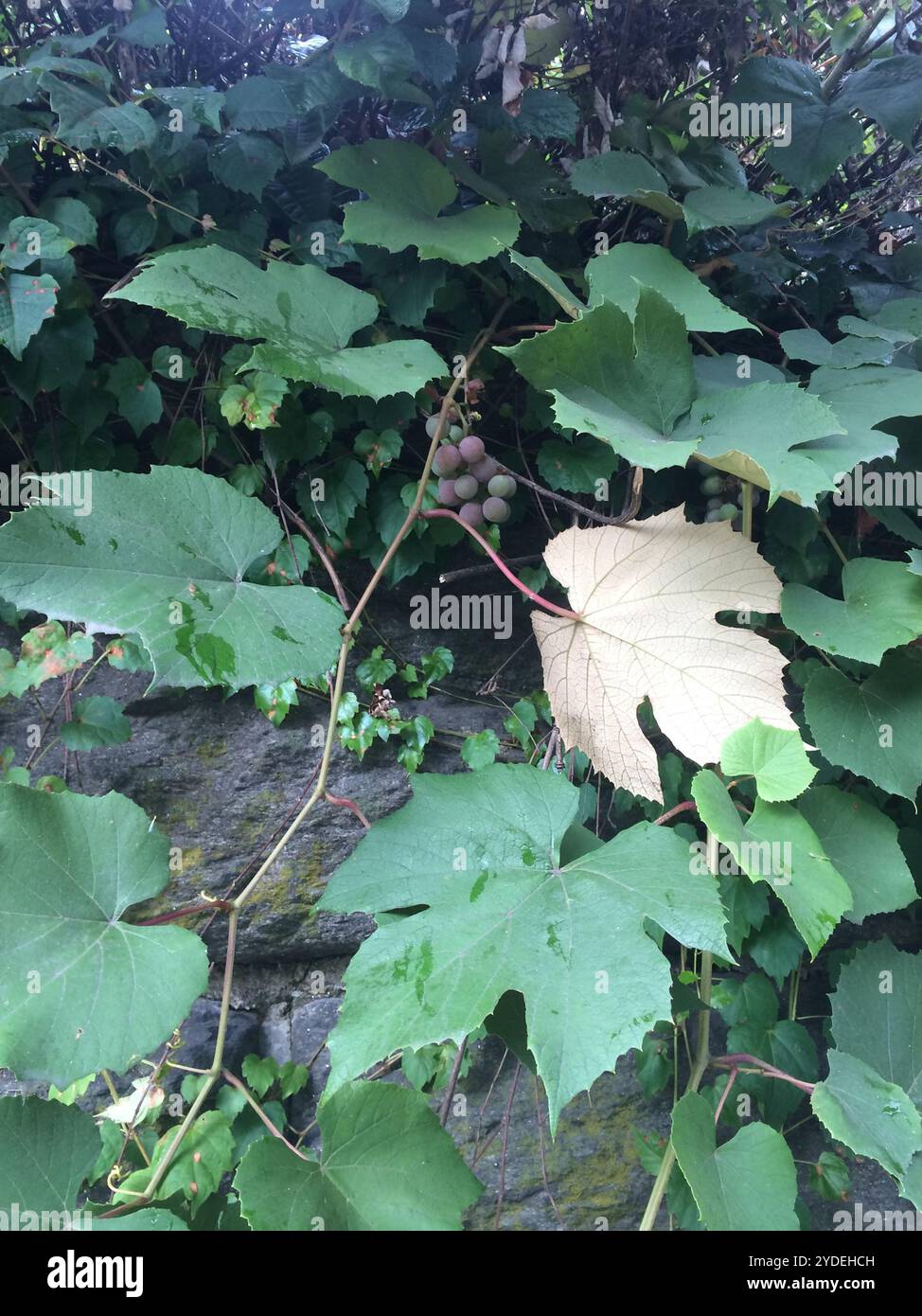 fox grape (Vitis labrusca Stock Photo - Alamy fox grape (Vitis labrusca Stock Photo - Alamy