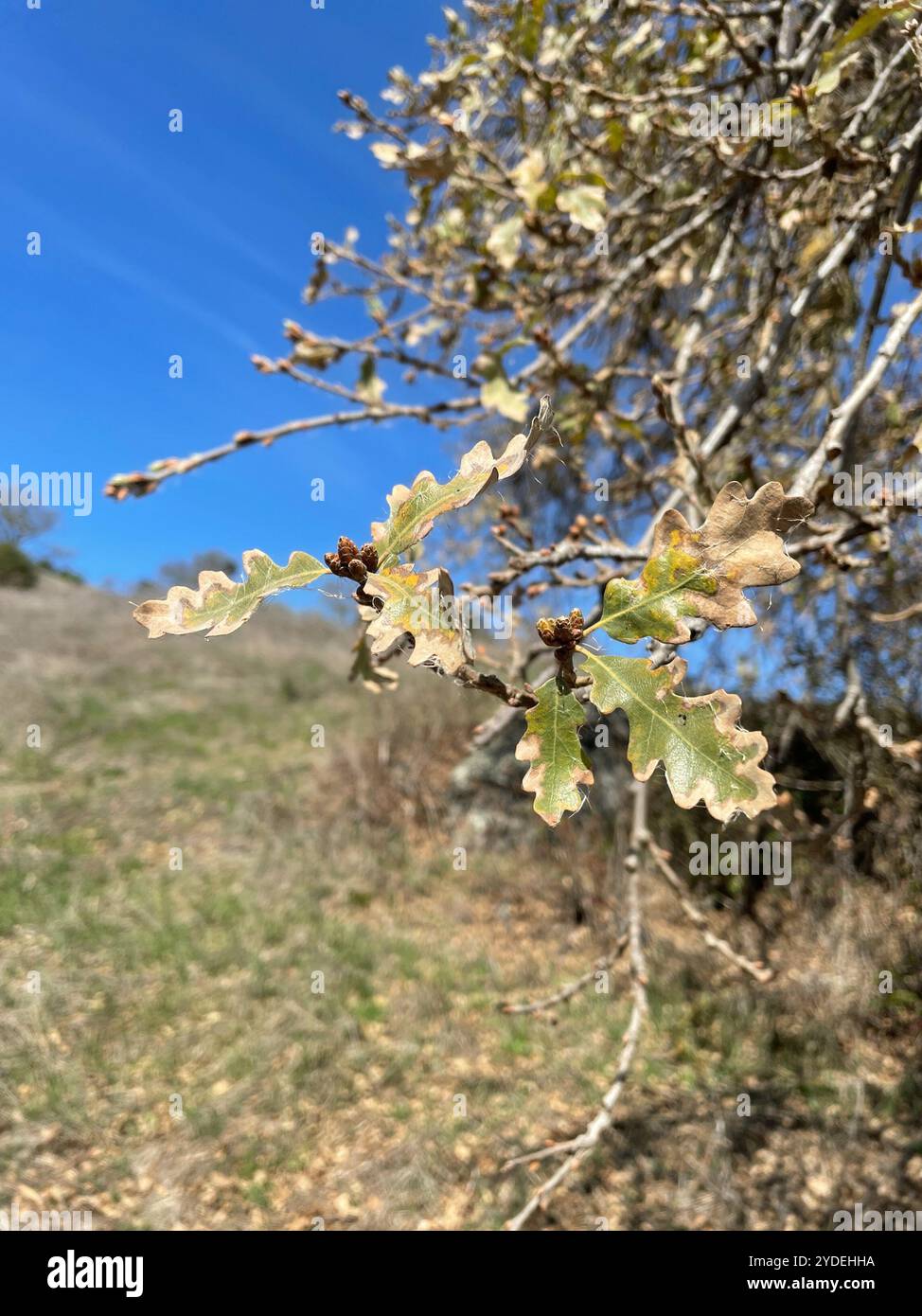 valley oak (Quercus lobata Stock Photo - Alamy