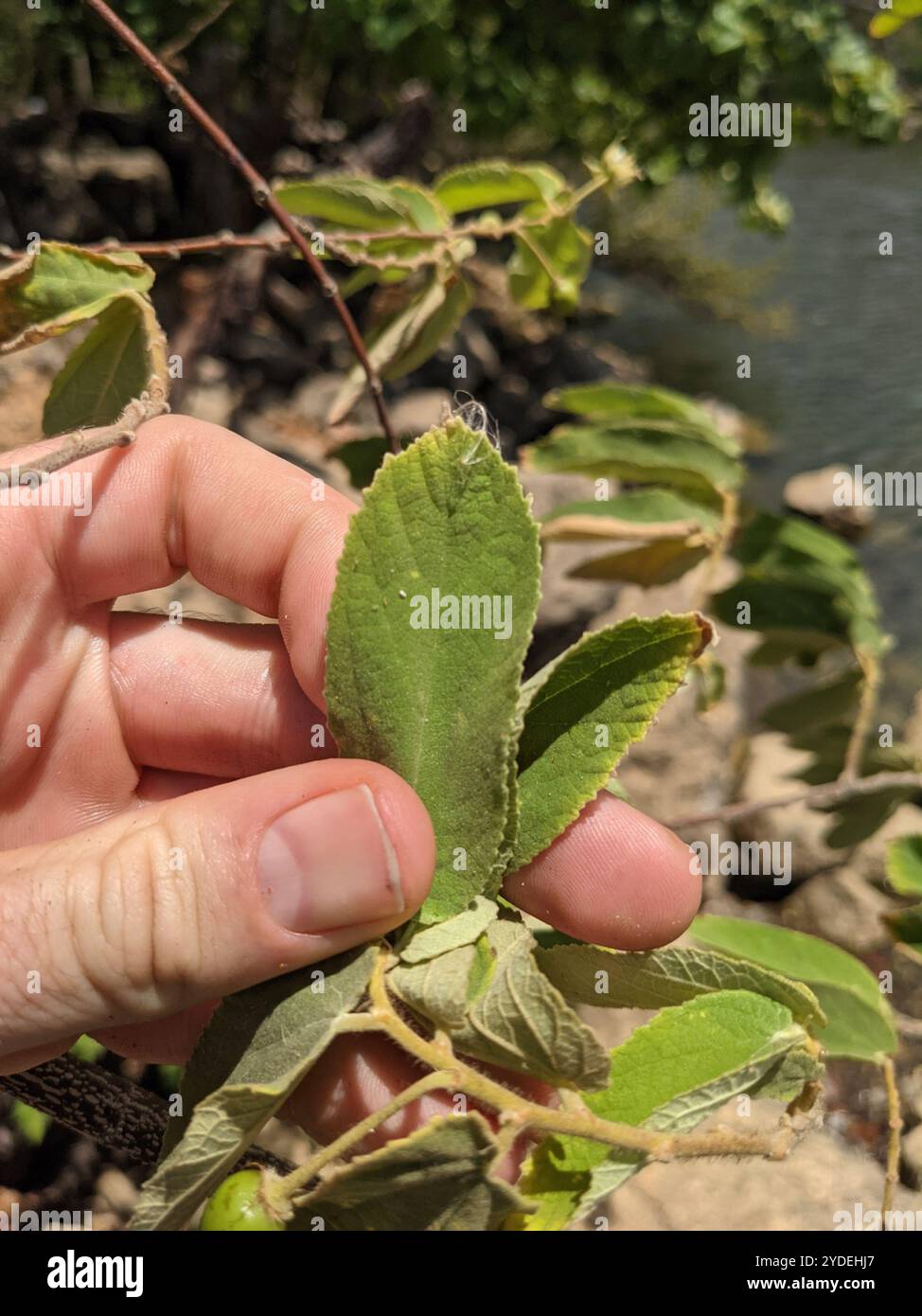 calabur tree (Muntingia calabura Stock Photo - Alamy
