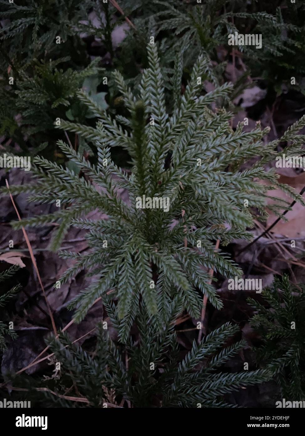 flat-branched tree-clubmoss (Dendrolycopodium obscurum Stock Photo - Alamy