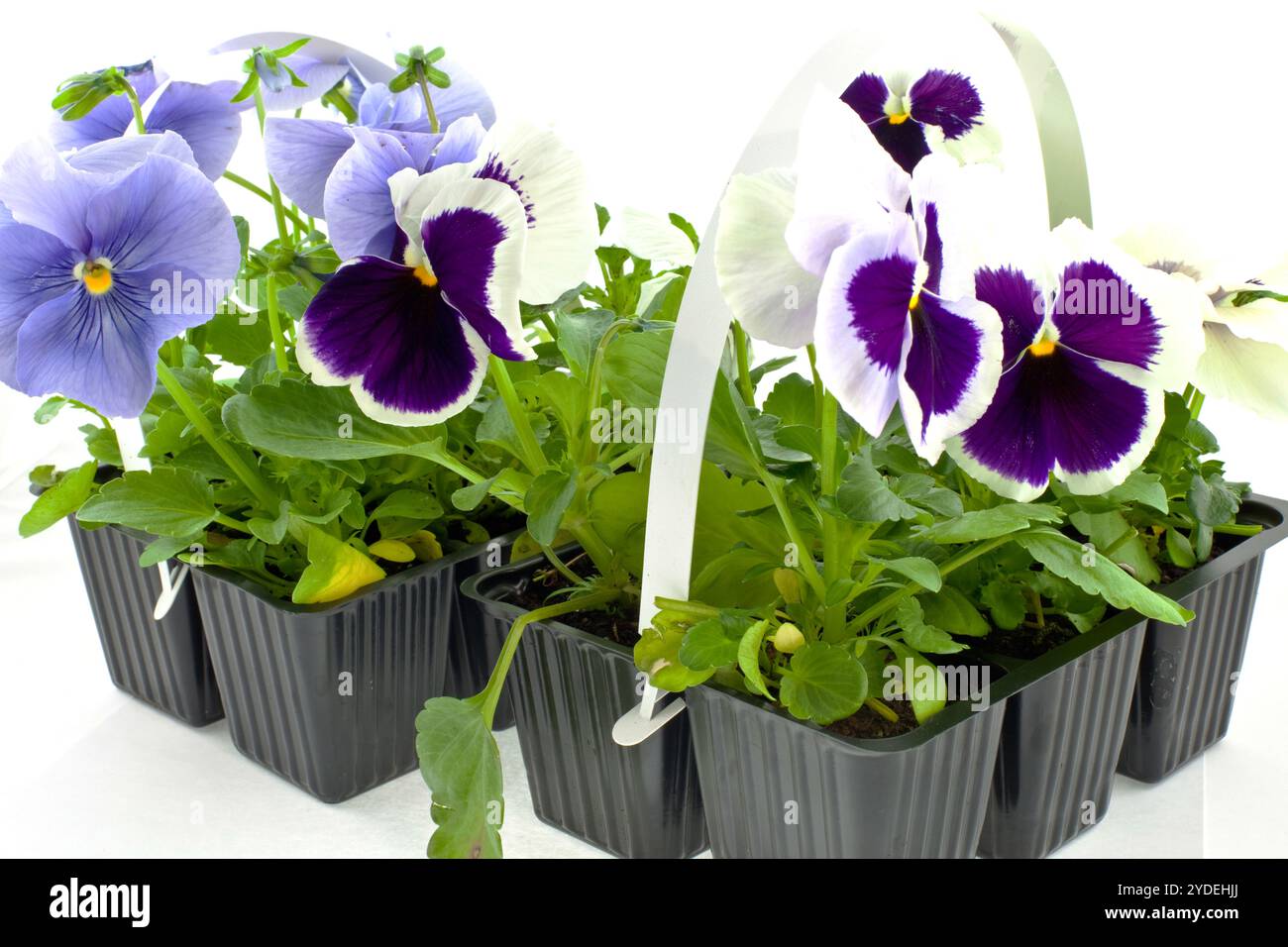 Violet pansys sprouts in plastic boxes Stock Photo - Alamy