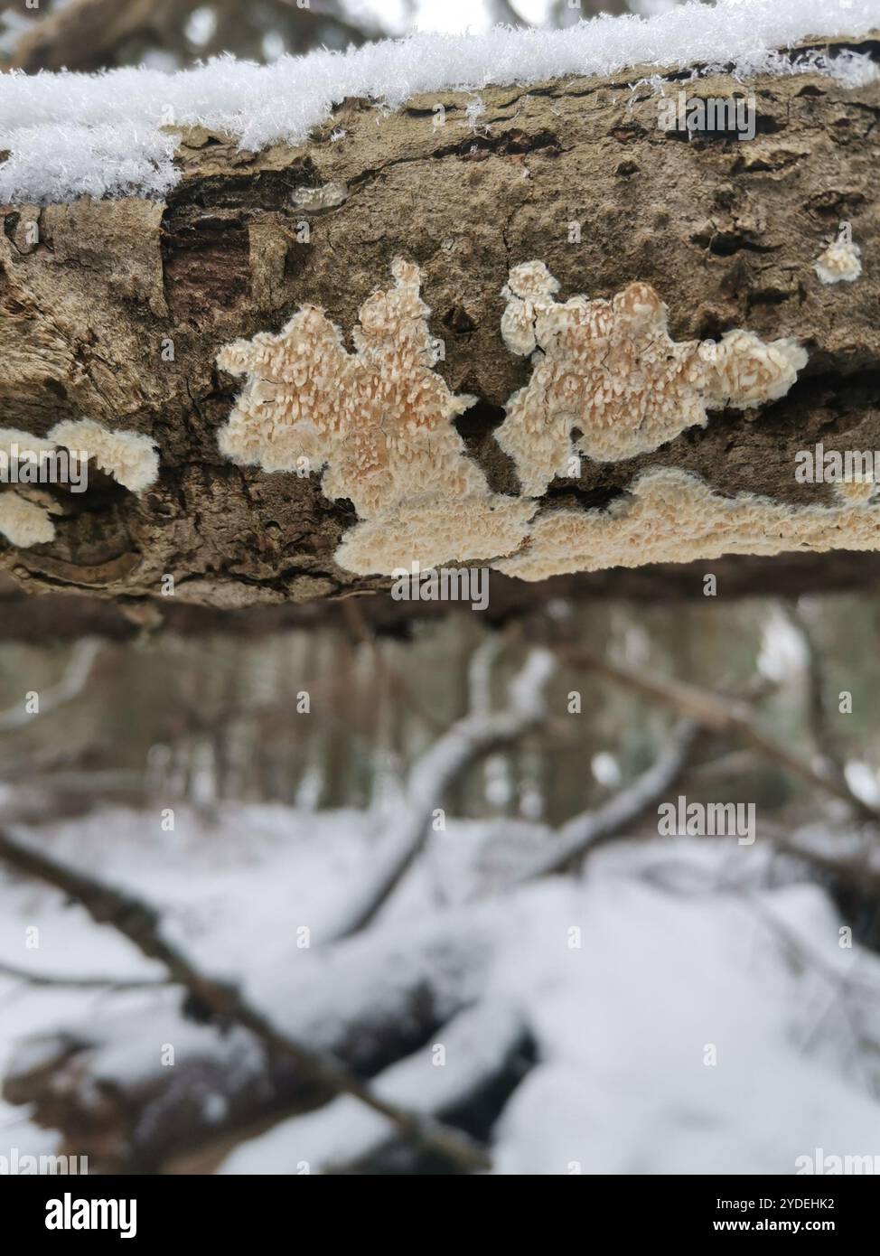 Milk-white Toothed Polypore (Irpex lacteus Stock Photo - Alamy