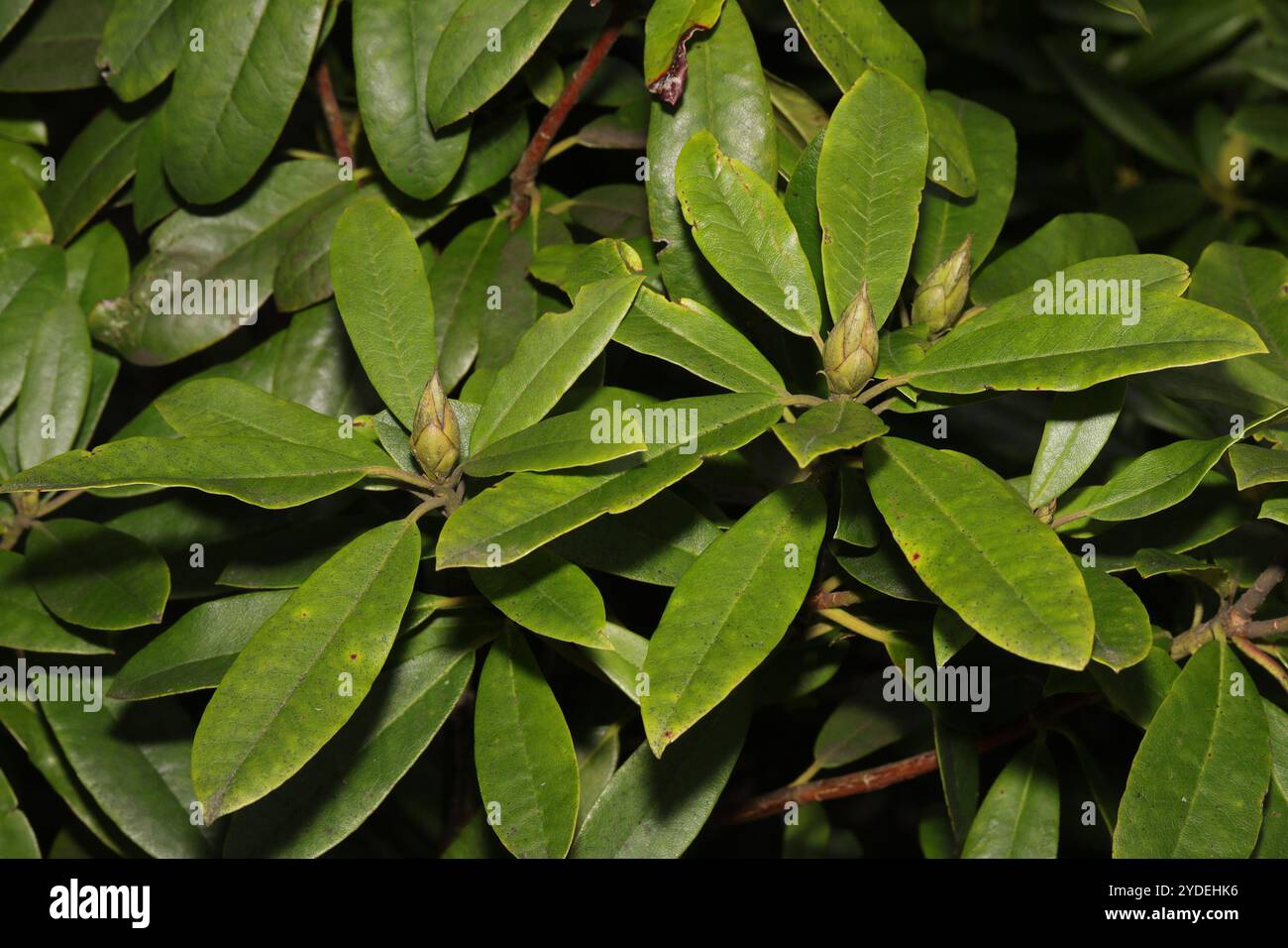Common Rhododendron (Rhododendron ponticum Stock Photo - Alamy