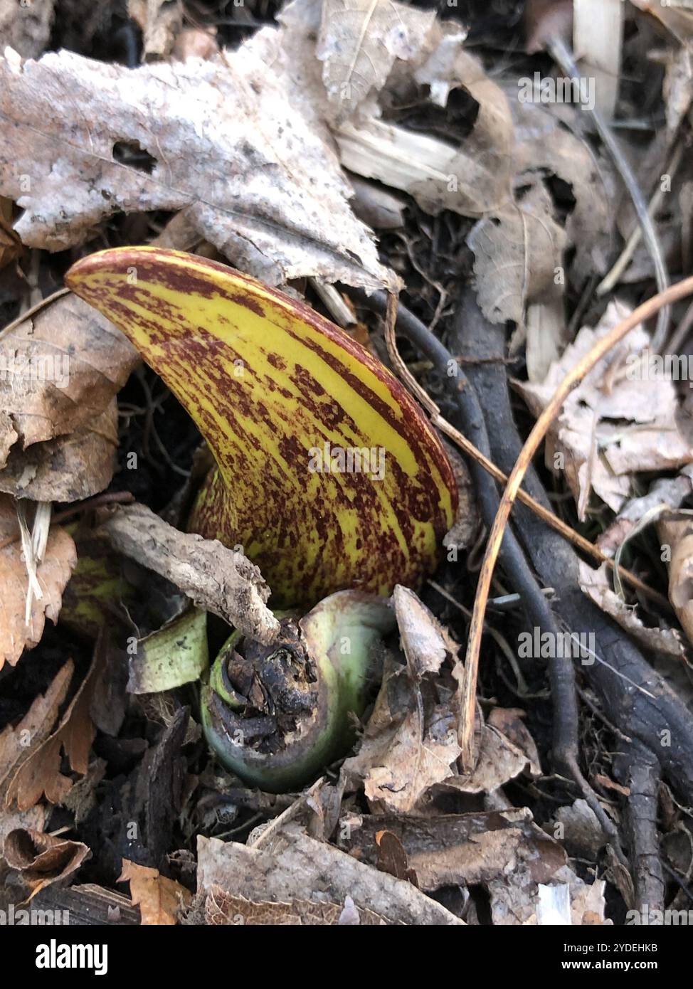 Eastern Skunk Cabbage (Symplocarpus foetidus Stock Photo - Alamy
