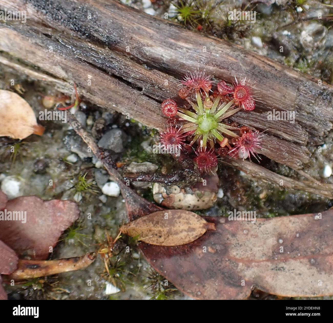 pygmy sundew (Drosera pygmaea Stock Photo - Alamy