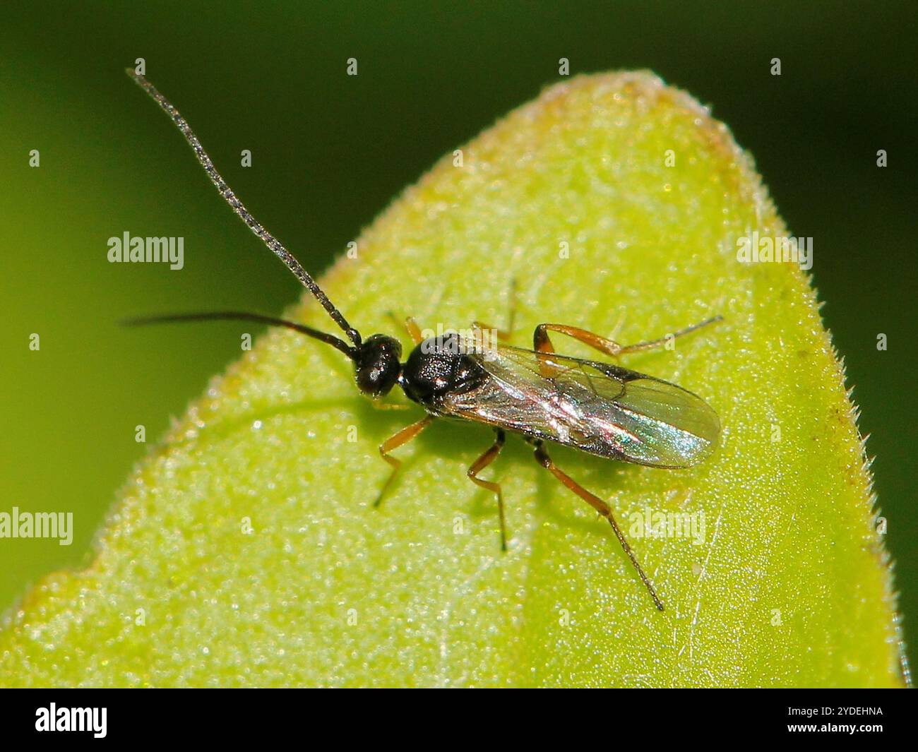 Apanteles hi-res stock photography and images - Alamy