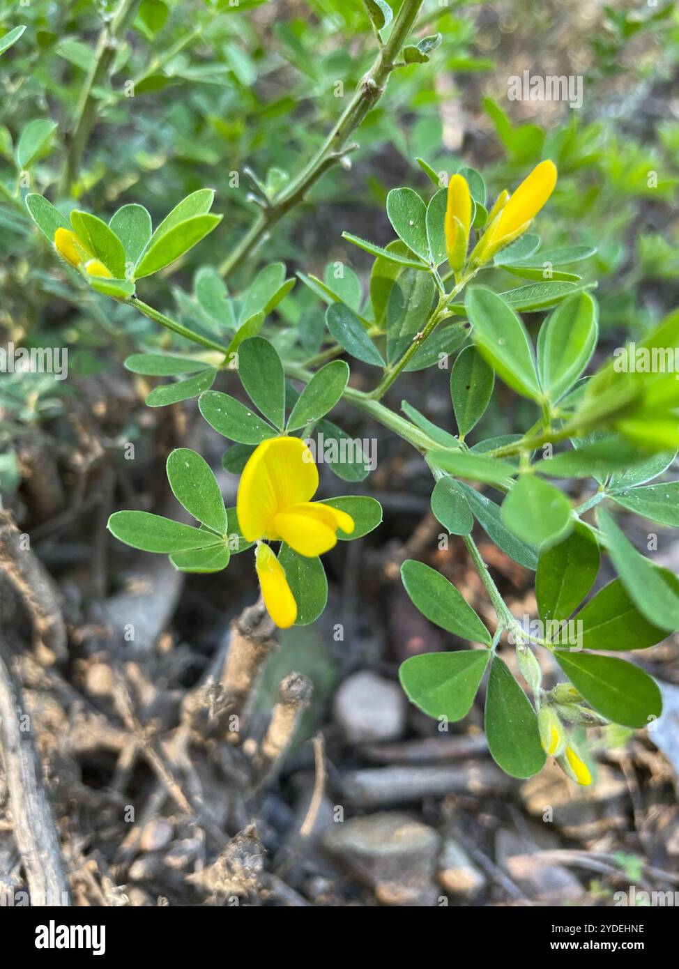 French broom (Genista monspessulana Stock Photo - Alamy