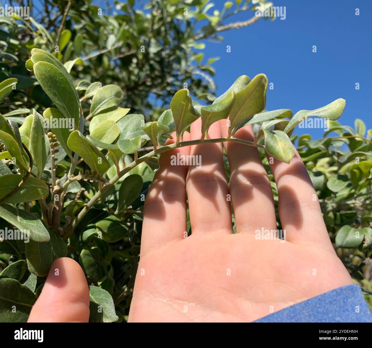 Necklace pod (Sophora tomentosa Stock Photo - Alamy