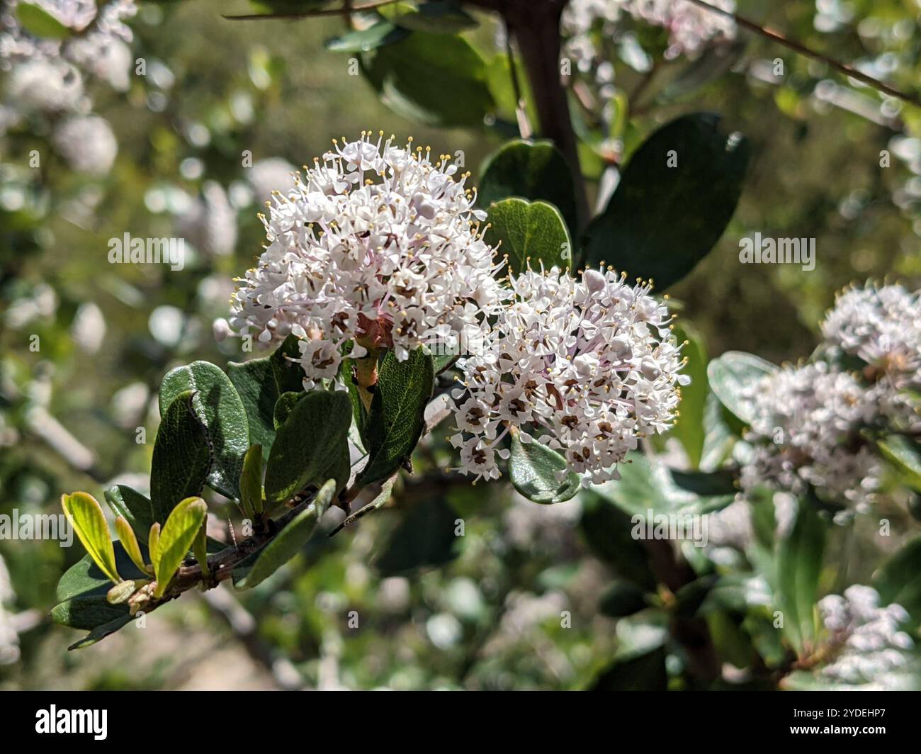 Buckbrush (Ceanothus cuneatus Stock Photo - Alamy