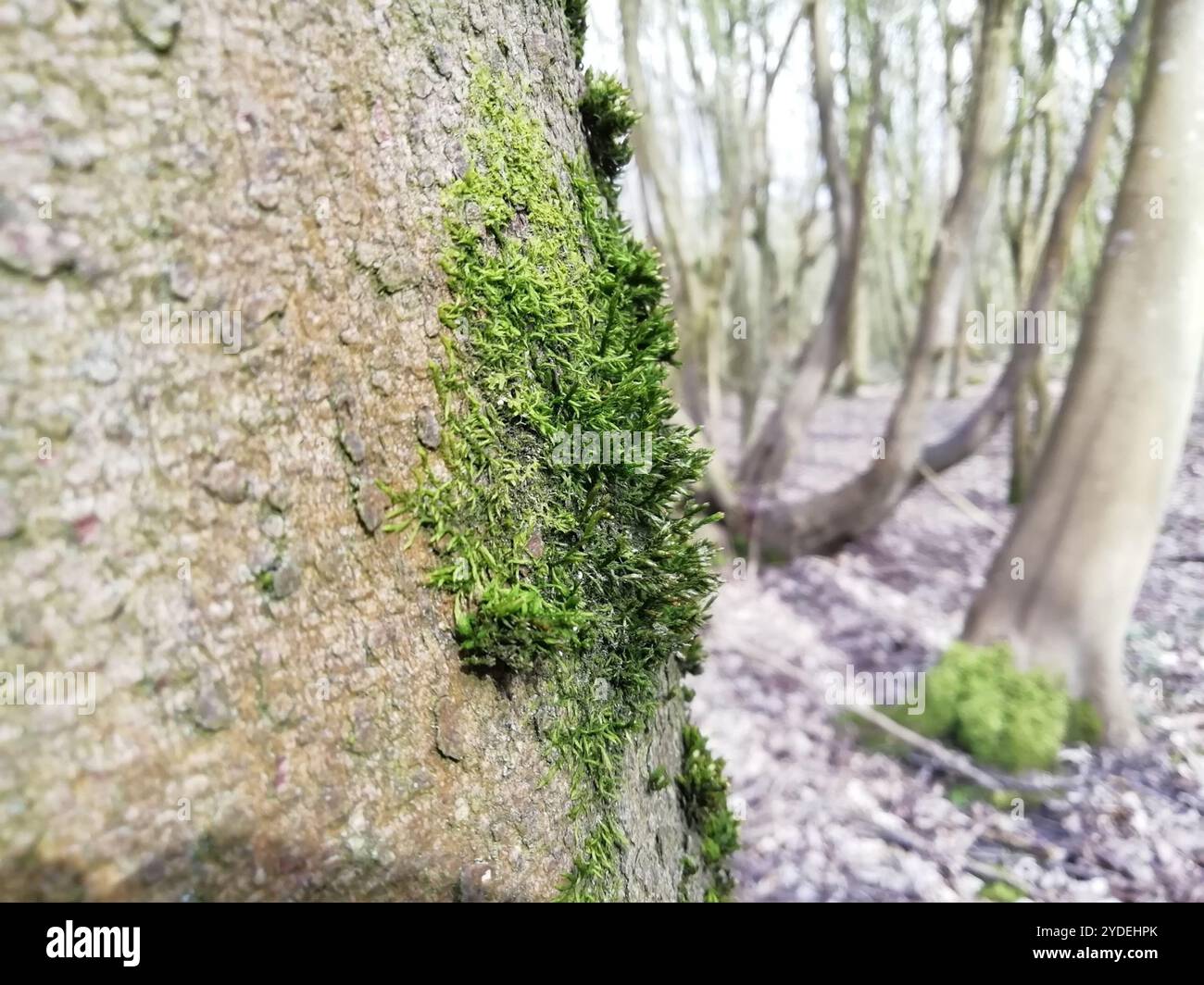 Lateral Cryphaea (Cryphaea heteromalla Stock Photo - Alamy