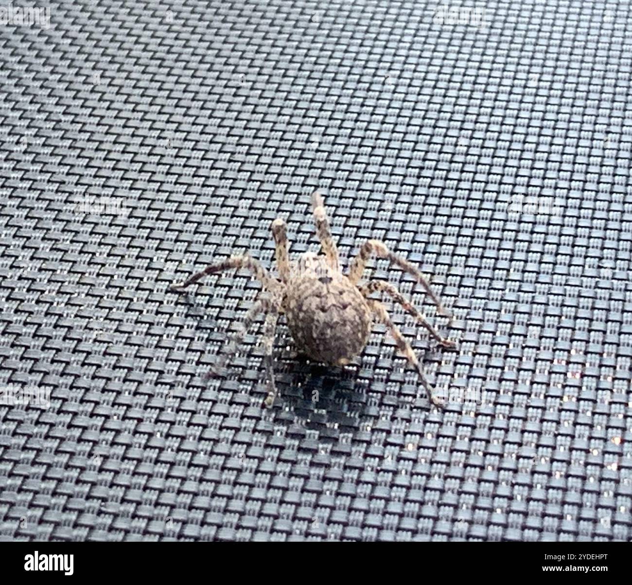 Mediterranean Spiny False Wolf Spider (Zoropsis spinimana Stock Photo ...