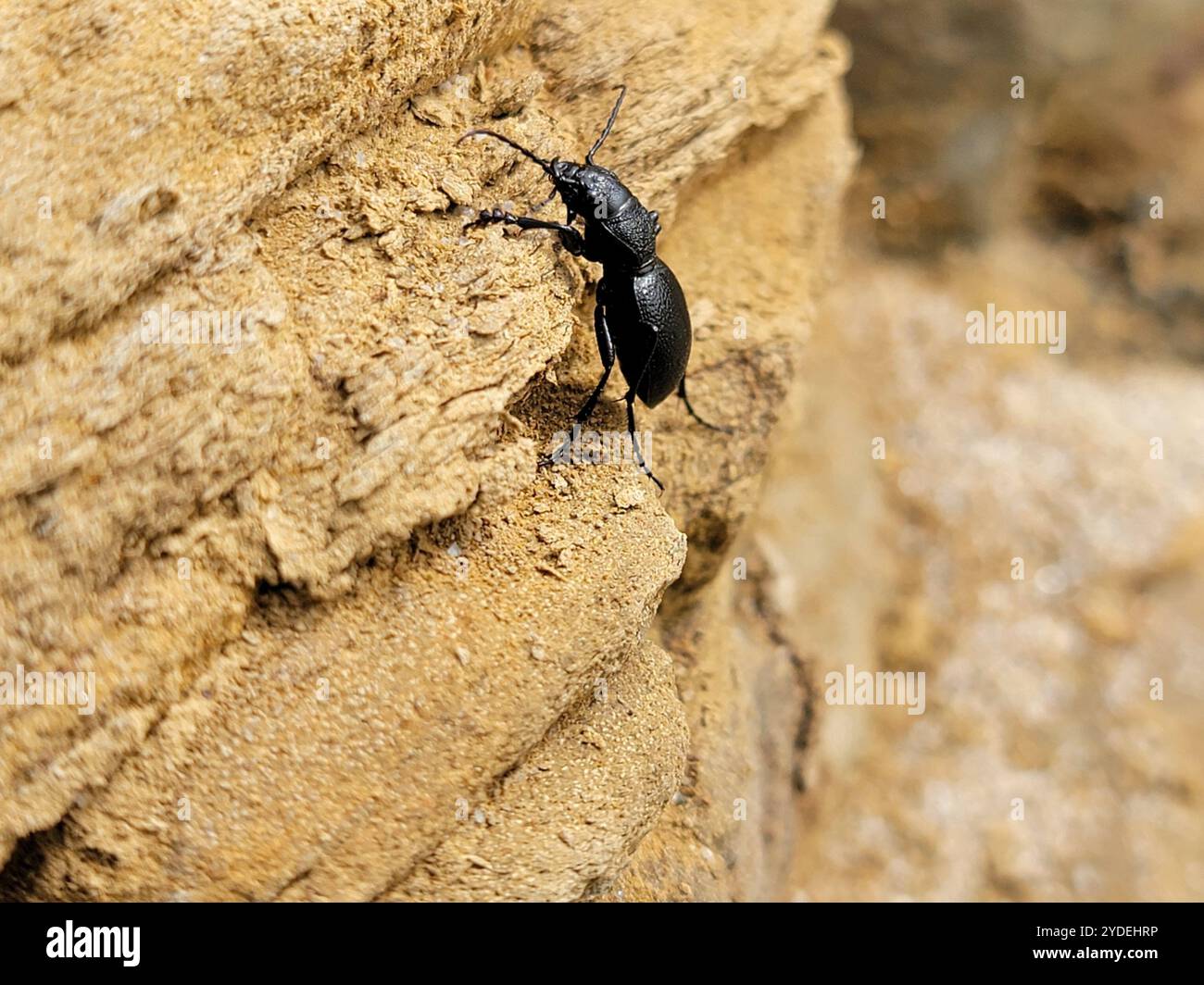 California Night-stalking Tiger Beetle (Omus californicus Stock Photo ...