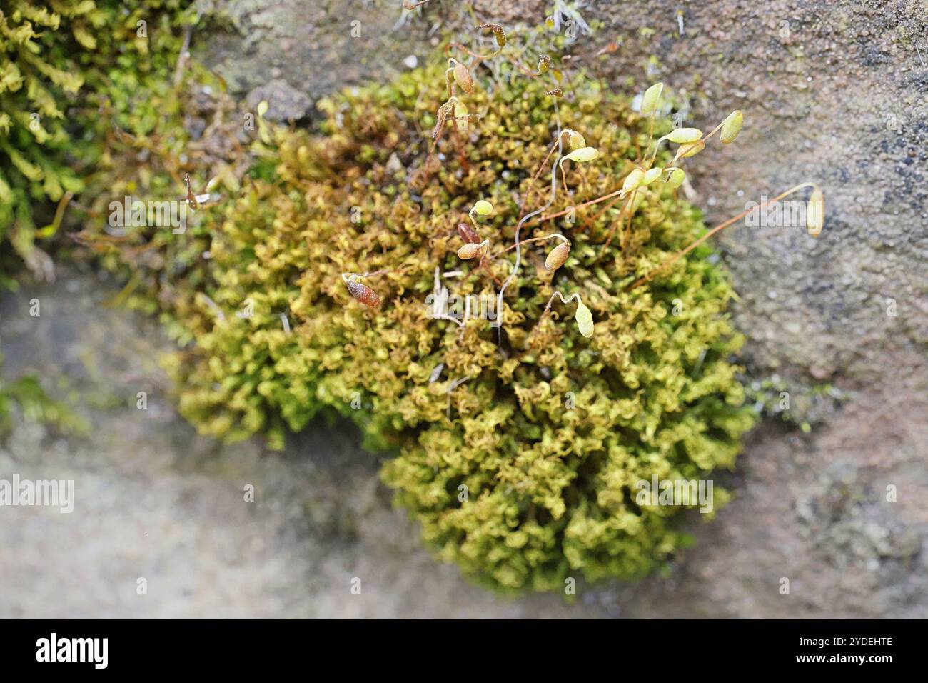 Capillary Thread-moss (Ptychostomum capillare Stock Photo - Alamy