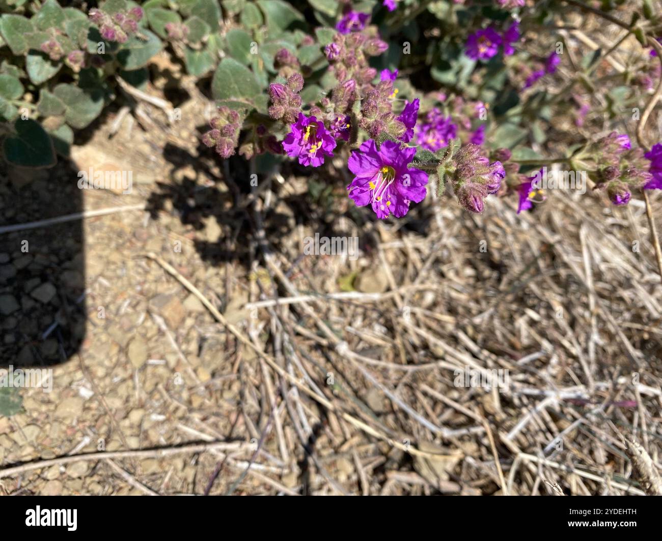 Wishbone Bush (Mirabilis laevis Stock Photo - Alamy