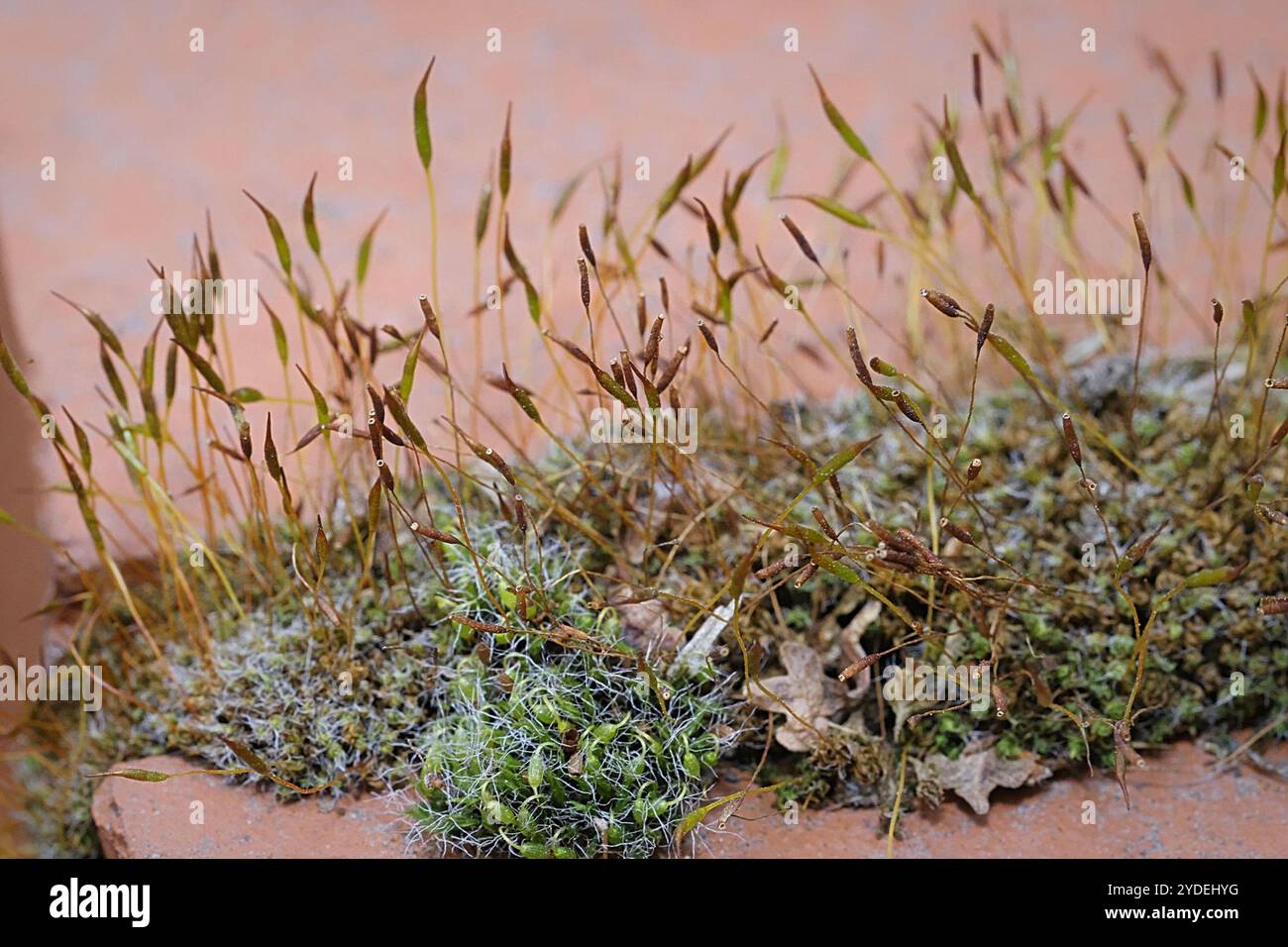 Wall Screw-moss (Tortula muralis Stock Photo - Alamy