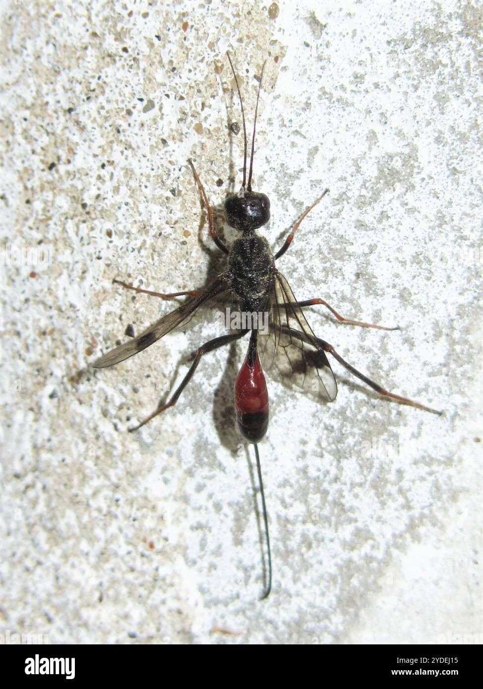 Aulacid Wasps (Aulacidae Stock Photo - Alamy