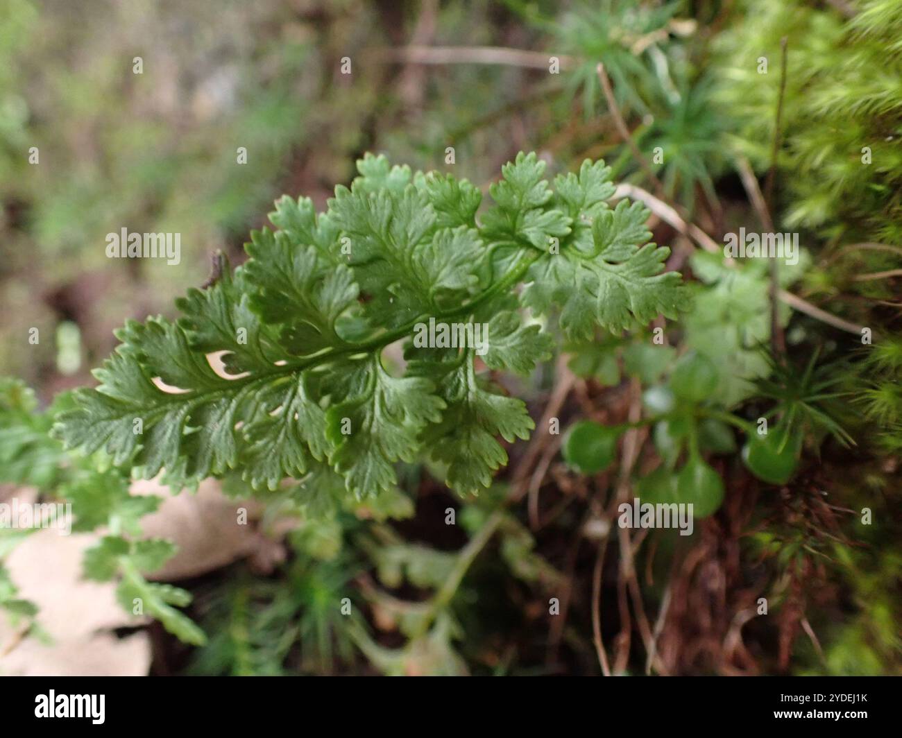 American parsley fern (Cryptogramma acrostichoides Stock Photo - Alamy