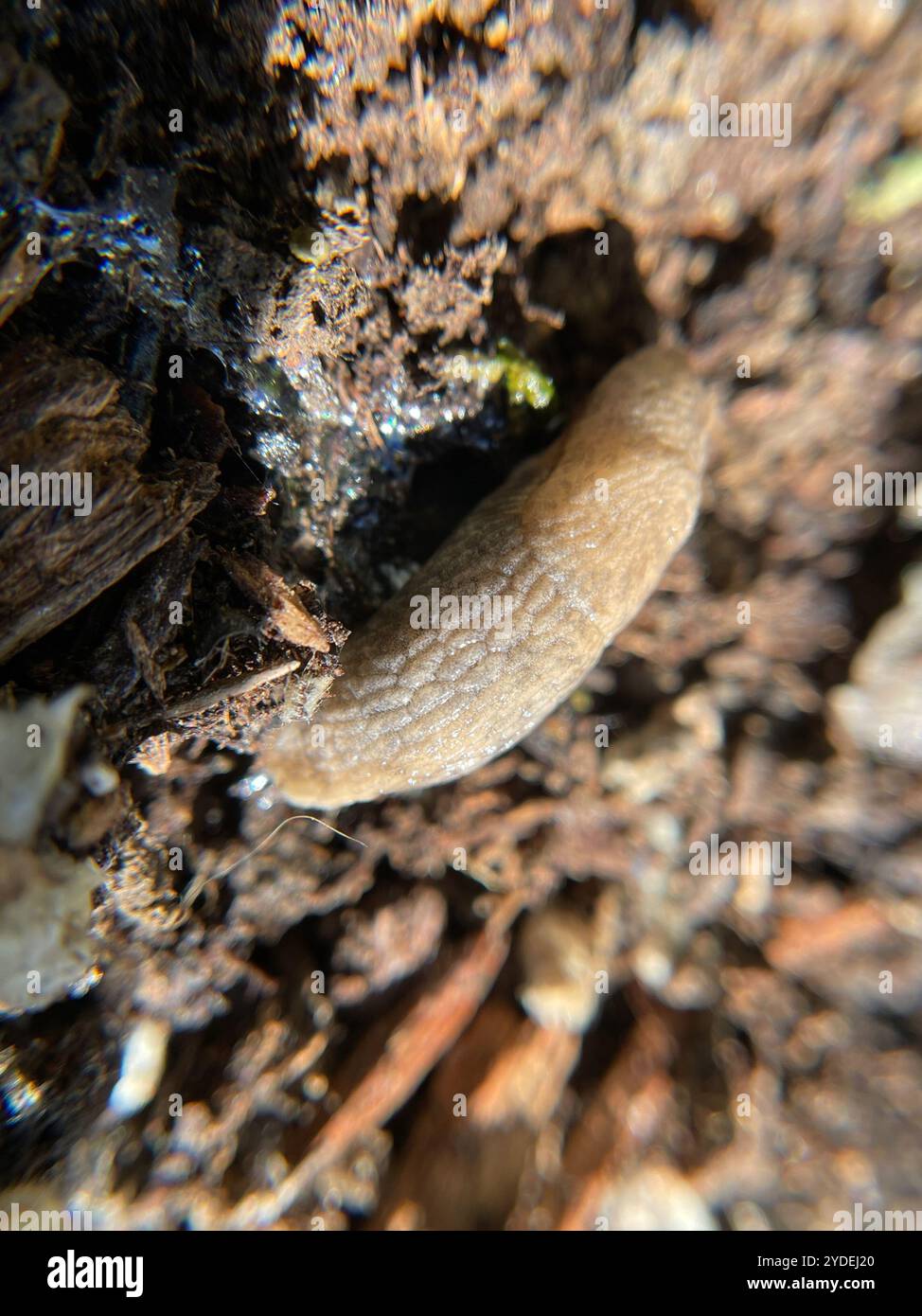 Milky Slug (Deroceras reticulatum Stock Photo - Alamy