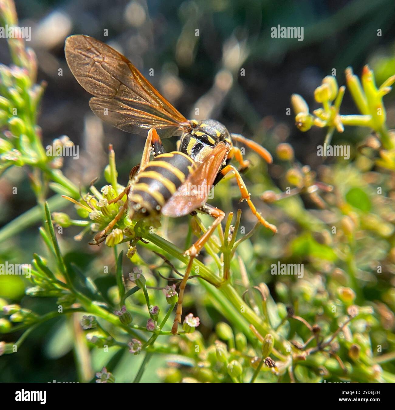 European Paper Wasp (Polistes dominula Stock Photo - Alamy