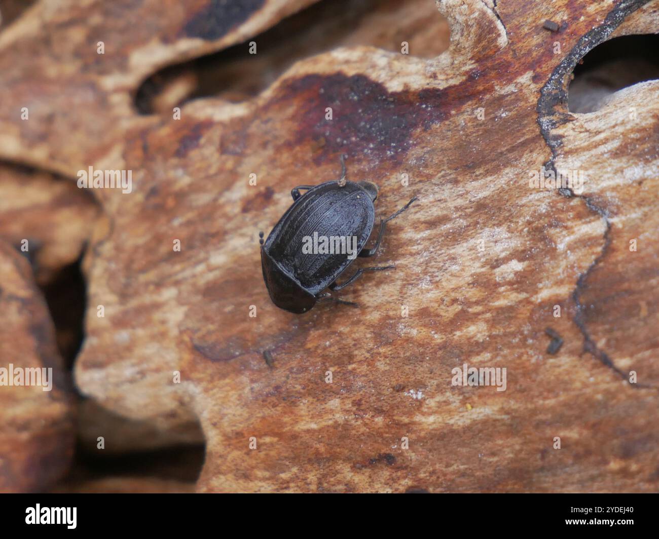 Black snail beetle (Phosphuga atrata Stock Photo - Alamy