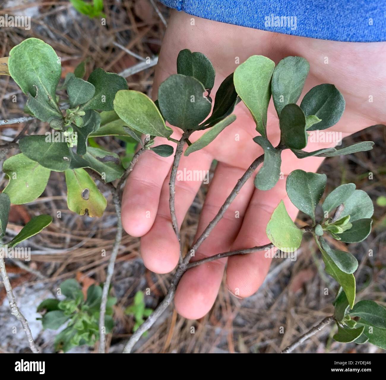 garberia (Garberia heterophylla Stock Photo - Alamy