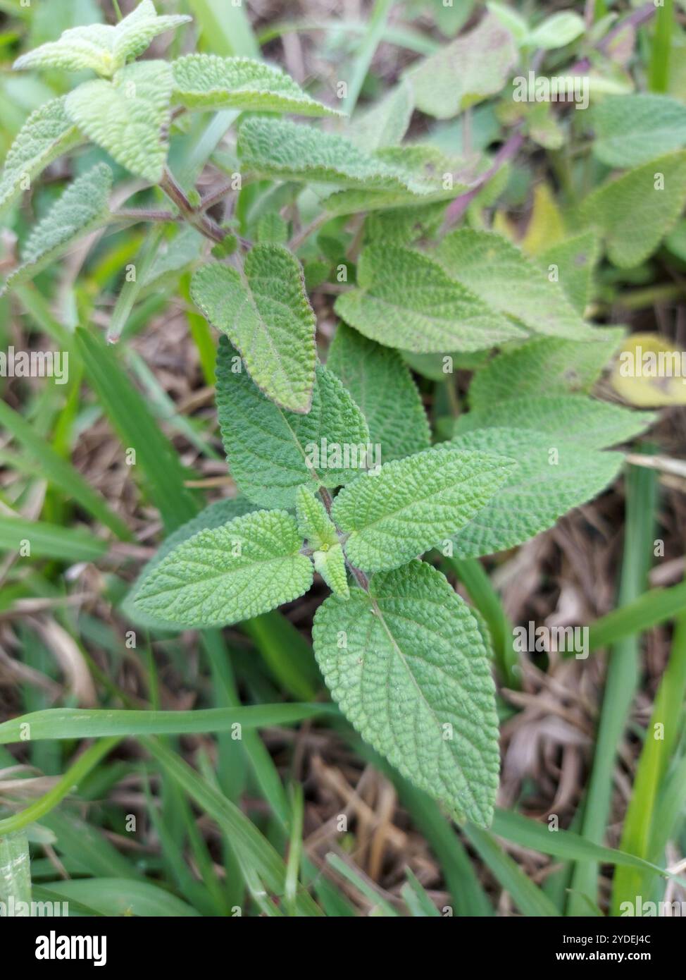 mint family (Lamiaceae Stock Photo - Alamy