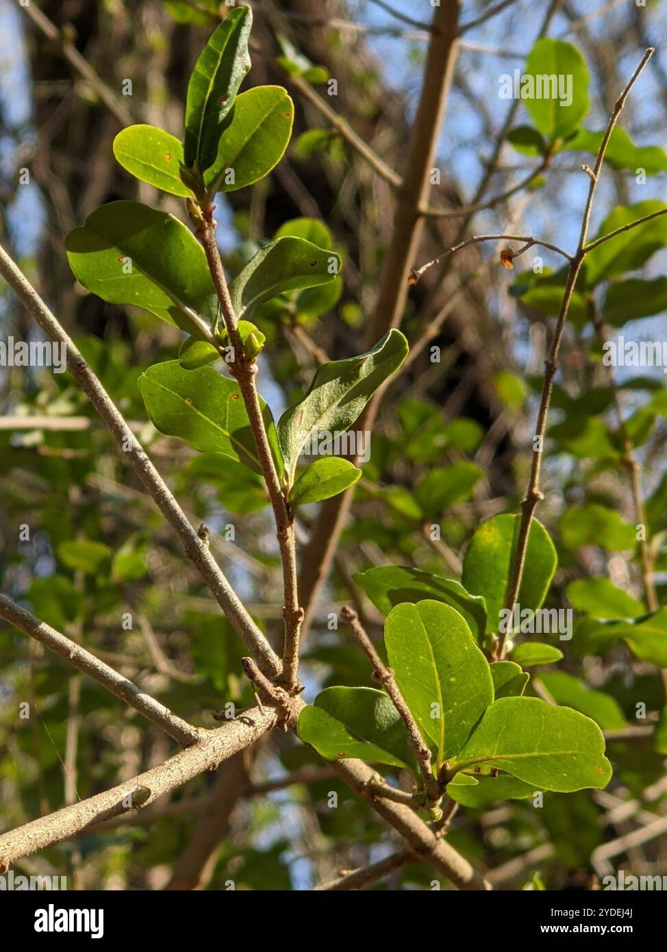 Chinese privet (Ligustrum sinense Stock Photo - Alamy