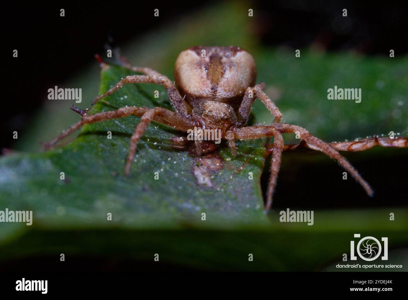 Running Crab Spiders (Philodromus Stock Photo - Alamy
