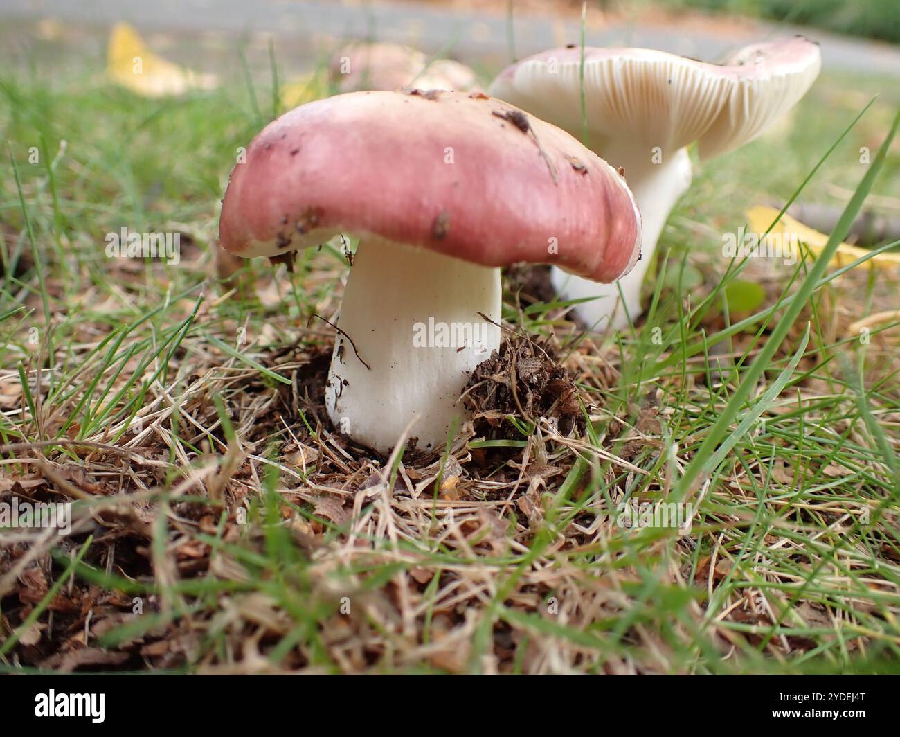 Purple Swamp Brittlegill (Russula nitida Stock Photo - Alamy