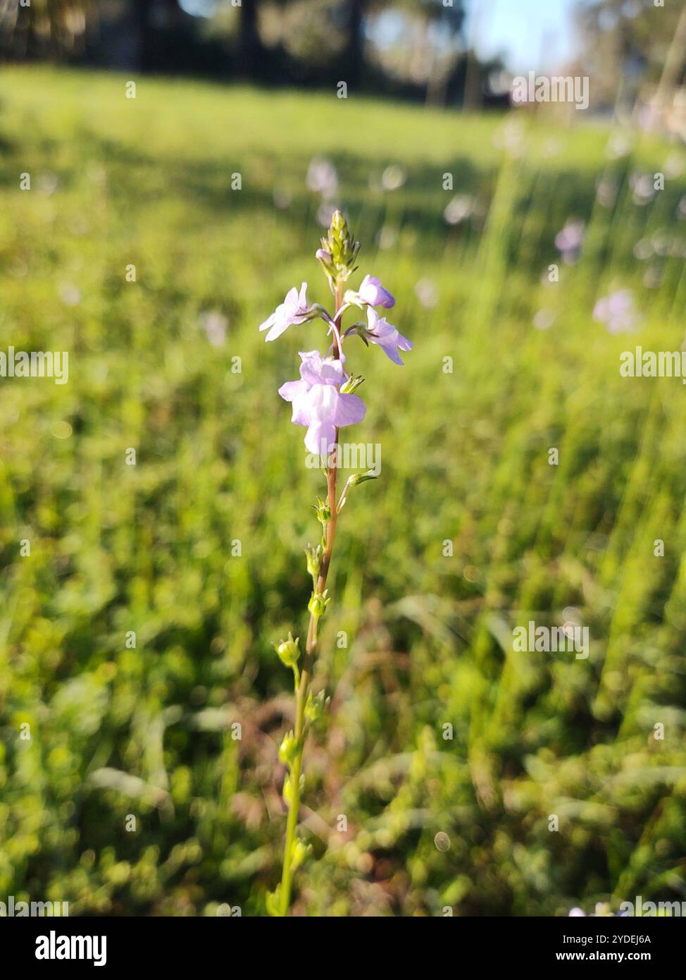 blue toadflax (Nuttallanthus canadensis Stock Photo - Alamy