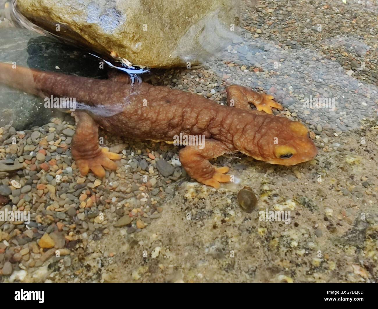 California Newt (Taricha torosa Stock Photo - Alamy