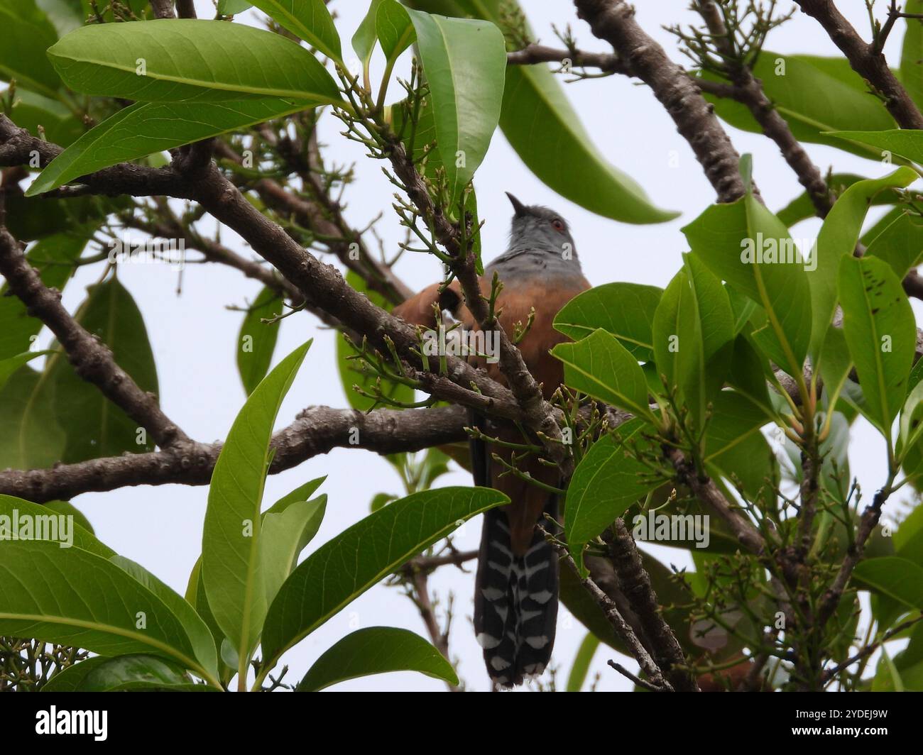 Plaintive Cuckoo (Cacomantis merulinus Stock Photo - Alamy