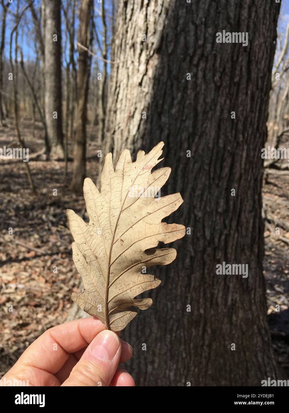 Saul's oak (Quercus × saulii Stock Photo - Alamy