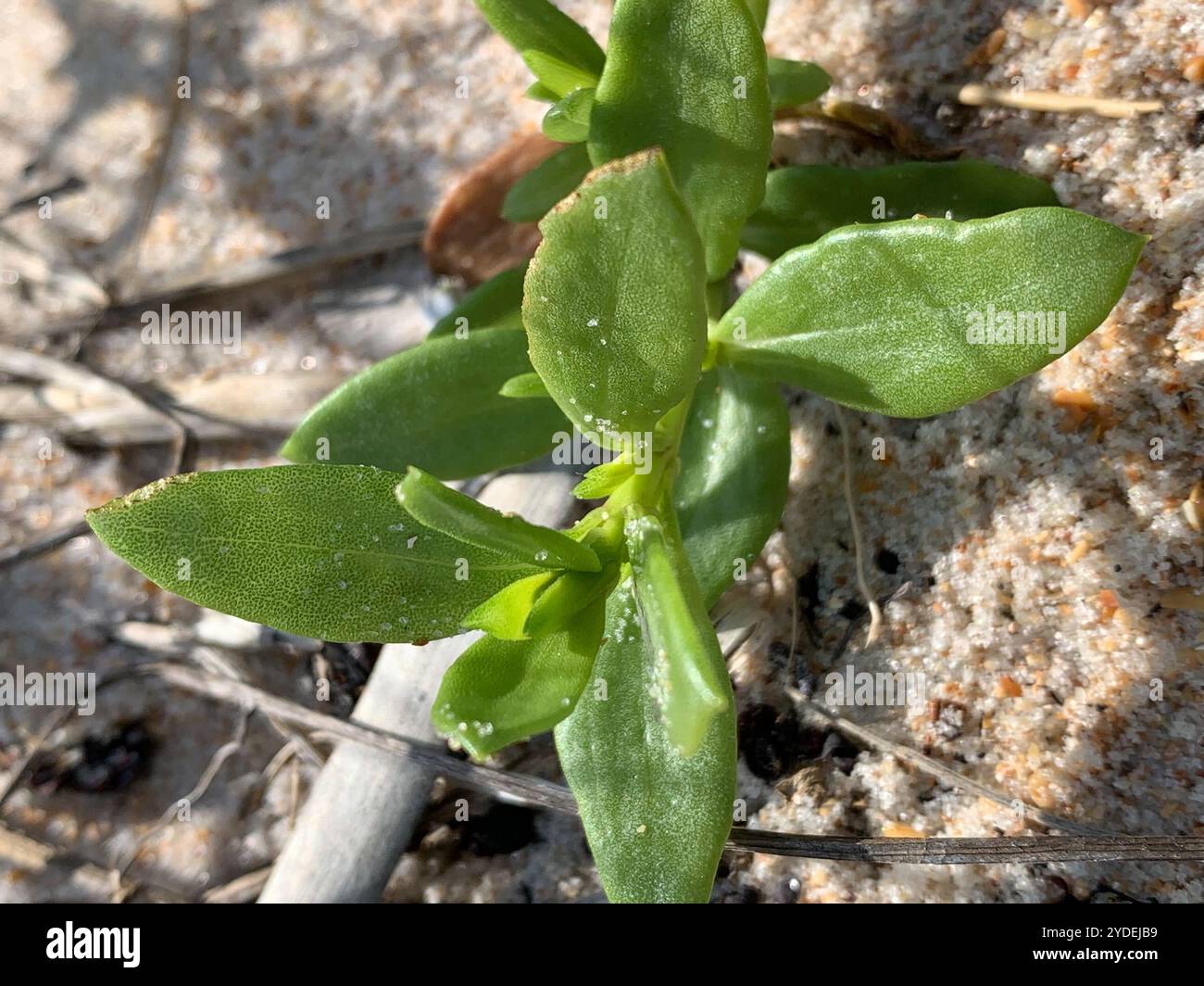 Dune Marsh-elder (Iva imbricata Stock Photo - Alamy