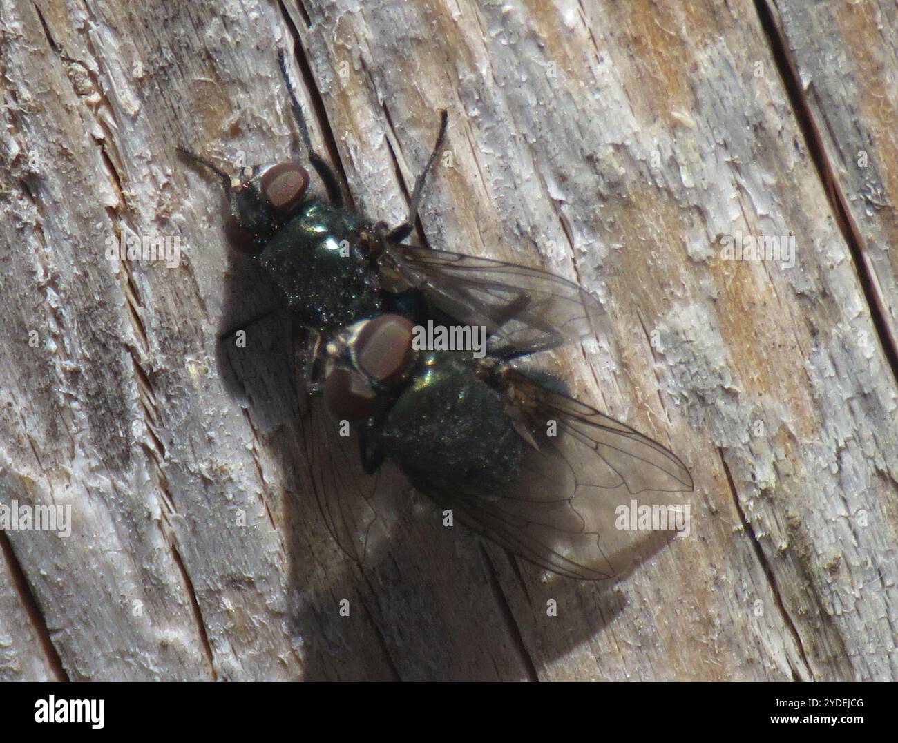 Black Blow Fly (Phormia regina Stock Photo - Alamy