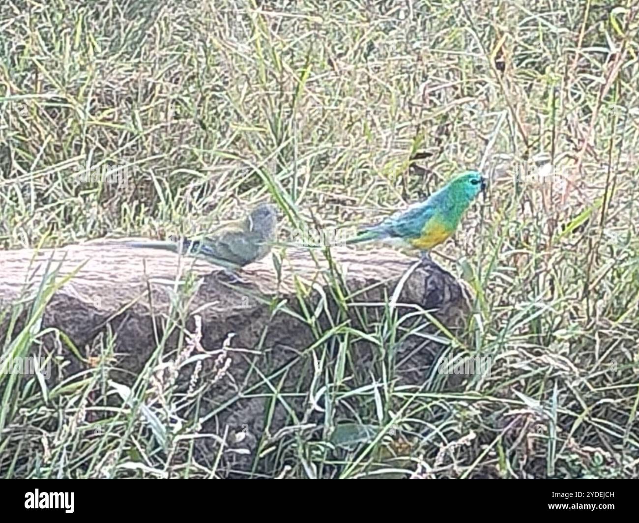 Red-rumped Parrot (Psephotus haematonotus Stock Photo - Alamy