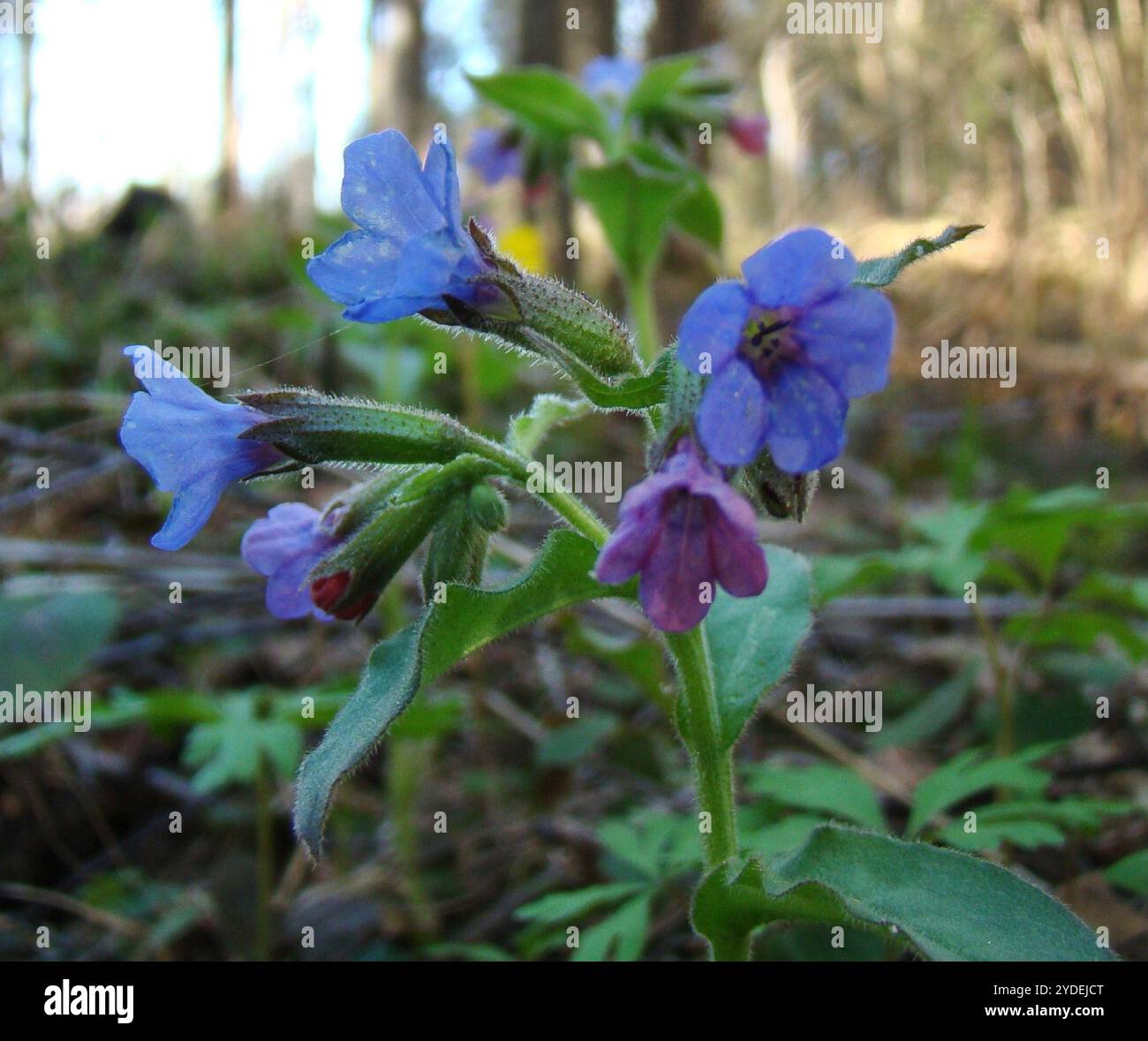 Suffolk Lungwort (Pulmonaria obscura Stock Photo - Alamy