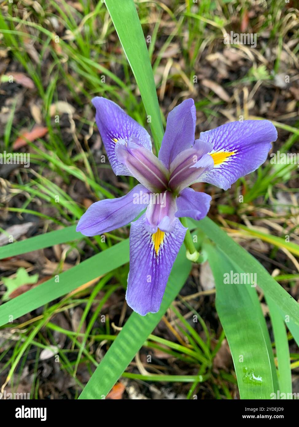 Prairie Iris (Iris savannarum Stock Photo - Alamy