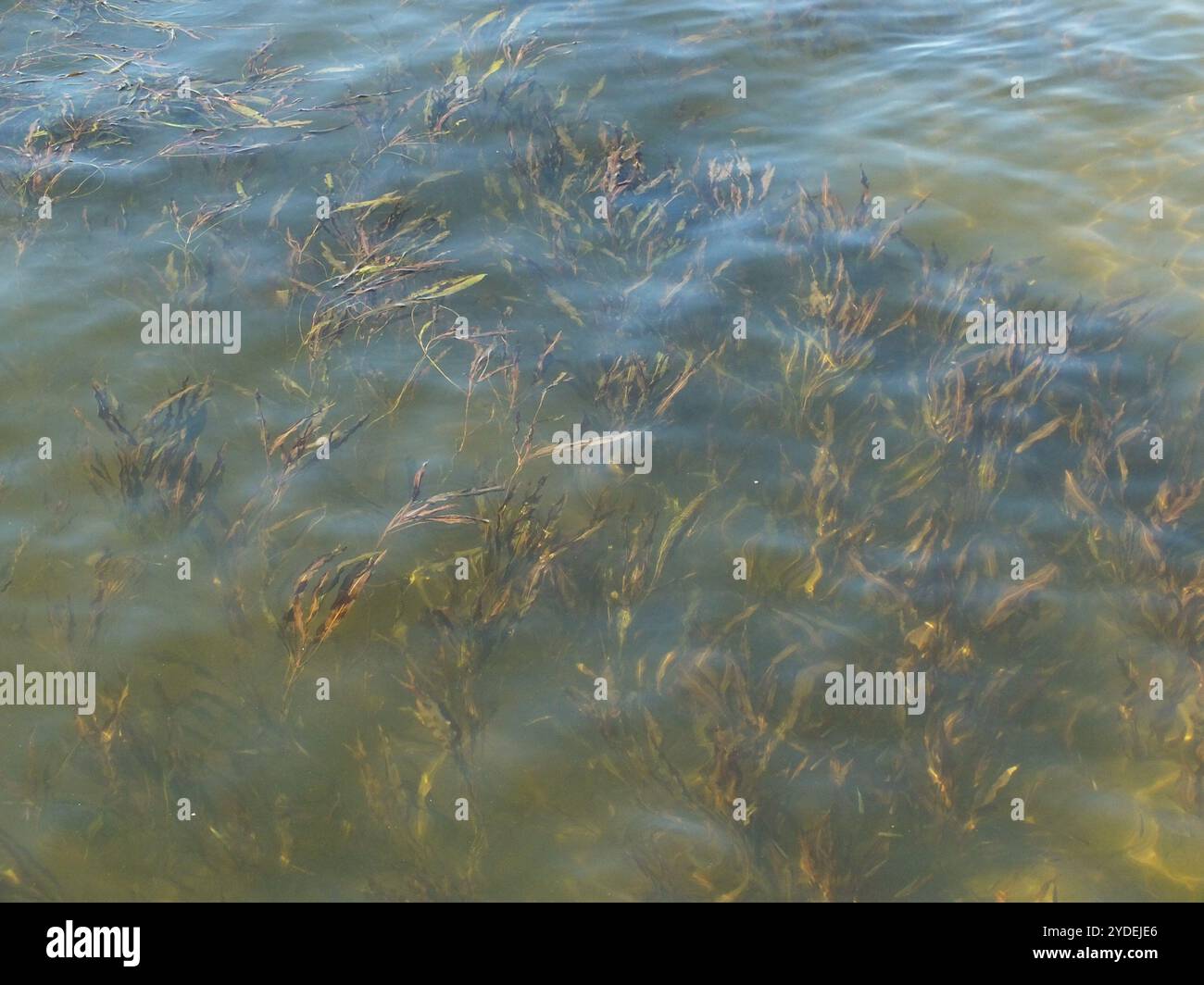 Longleaf Pondweed (Potamogeton nodosus Stock Photo - Alamy