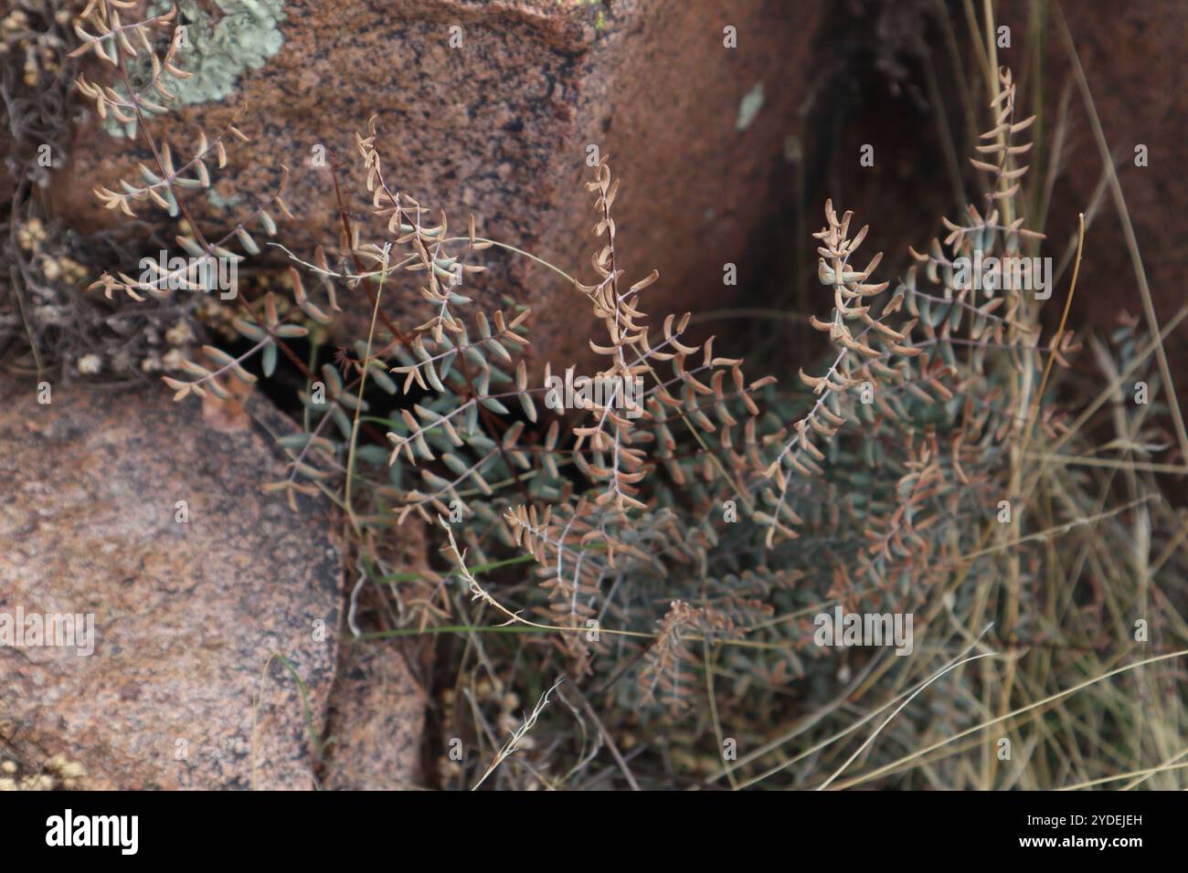 Spiny cliff brake hi-res stock photography and images - Alamy