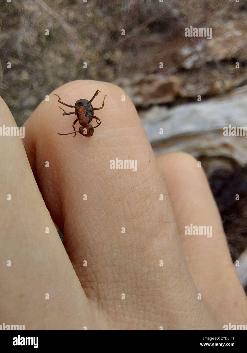 Western Thatching Ant (Formica obscuripes Stock Photo - Alamy
