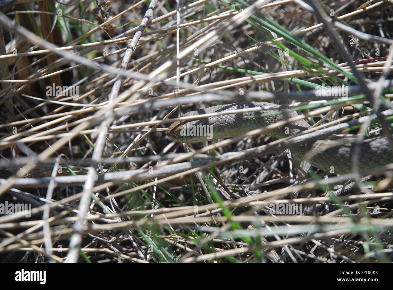 Western Yellow-bellied Racer (Coluber constrictor mormon Stock Photo ...