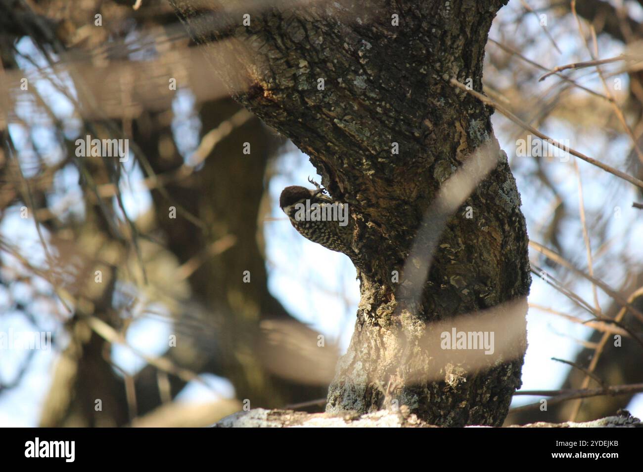 Checkered Woodpecker (Dryobates mixtus Stock Photo - Alamy